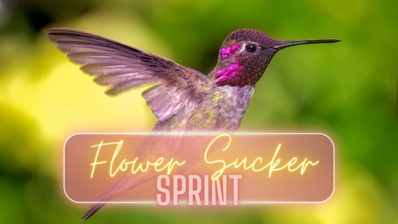 The Flower Sucker Sprint | Race | Yes.Fit