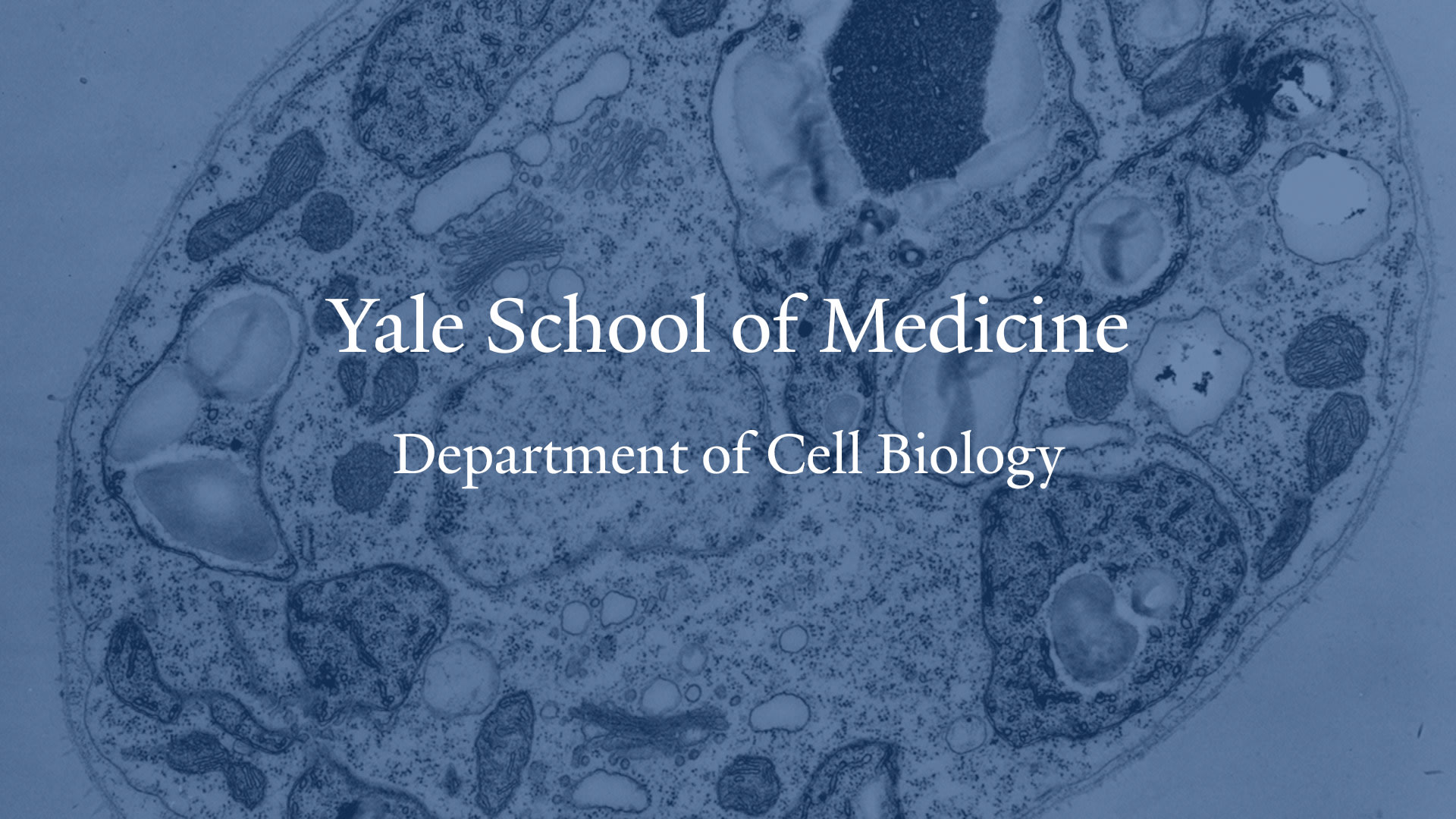 Department of Cell Biology
