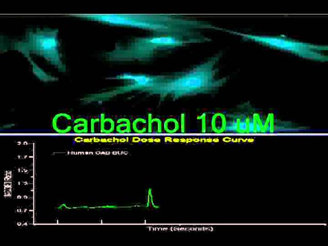 Carbachol Dose Response Curve Wide