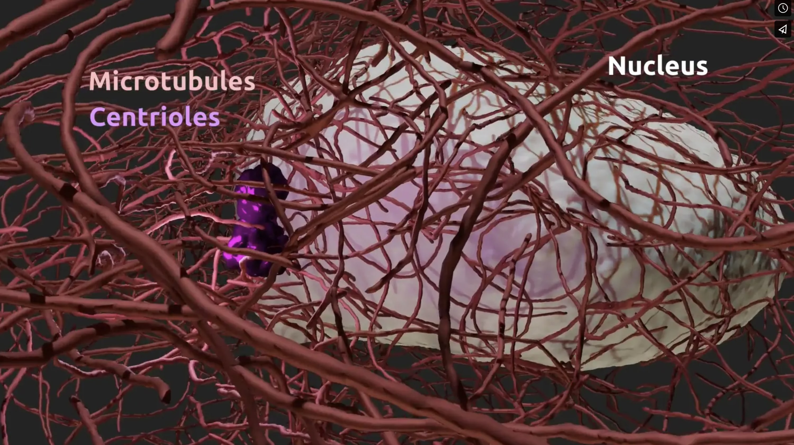 Microtubule-organelle interaction in whole primary mouse β cells