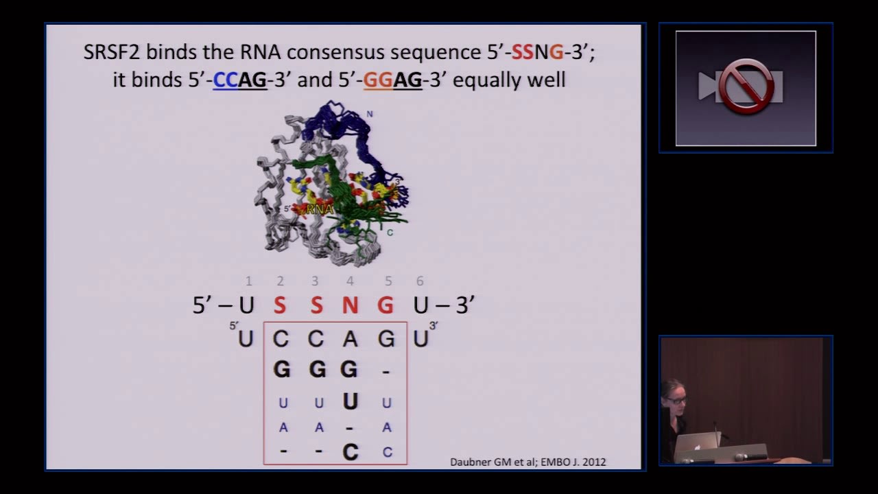 Mutations in the SRSF2 Identified in Myelodysplasia Affect RNA Binding ...