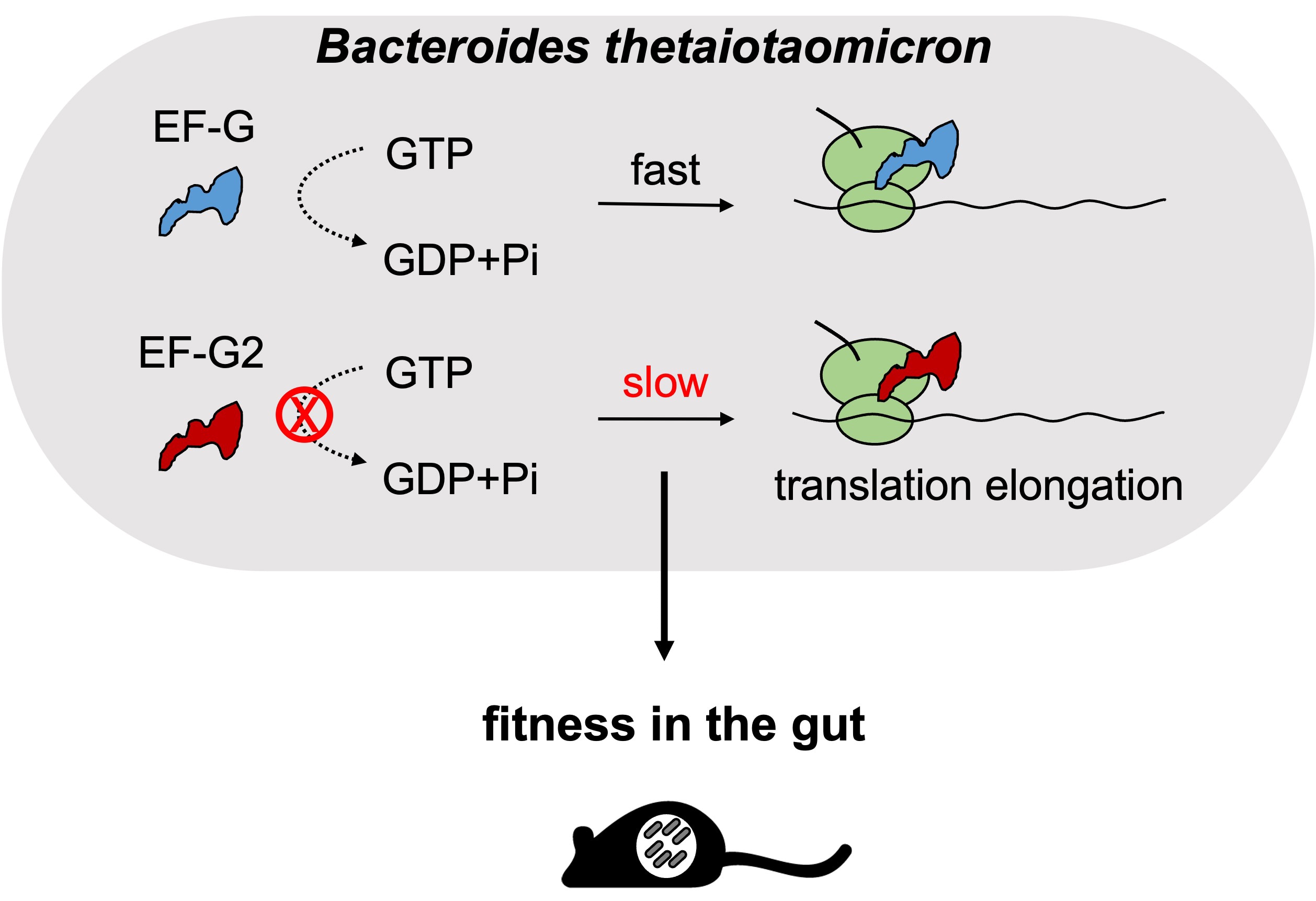 Postdoctoral position available in the Groisman lab, Microbial Sciences ...