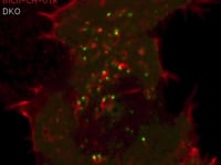 FAM21 subunit of the WASH complex at the tip of actin tails in VAP ...