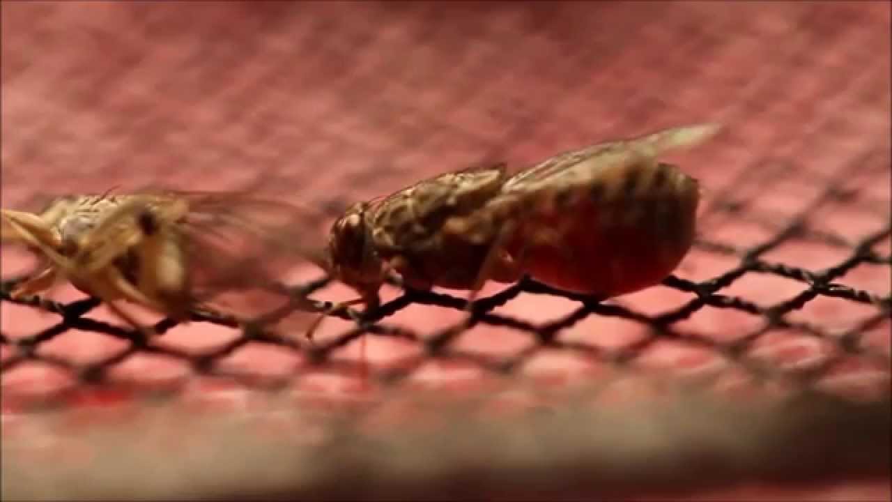 Aspects of Tsetse Fly Biology