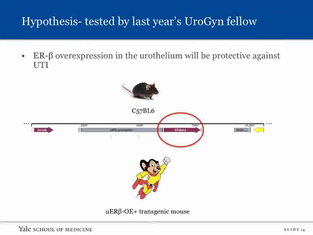 Urothelial Defense Mechanisms Against Urinary Tract Infections