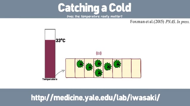Catching a Cold