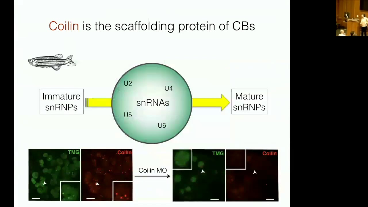 Liquid Phase Separation and Cancer