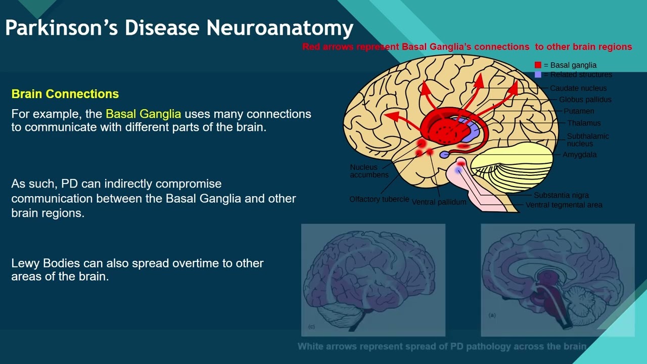 Lecture1 public: Parkinson's Disease Neuroanatomy