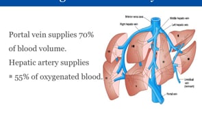 Physiology and Anatomy of the Liver