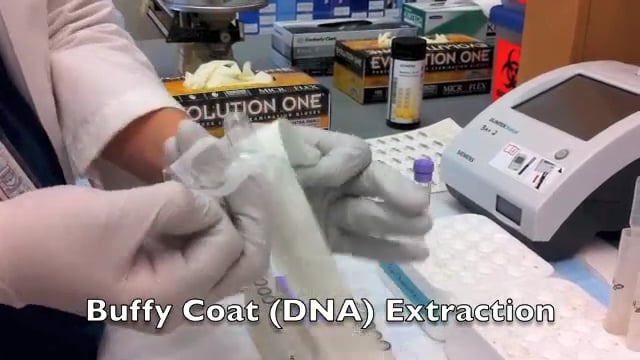 Blood Processing, Aliquoting, & Storage Video