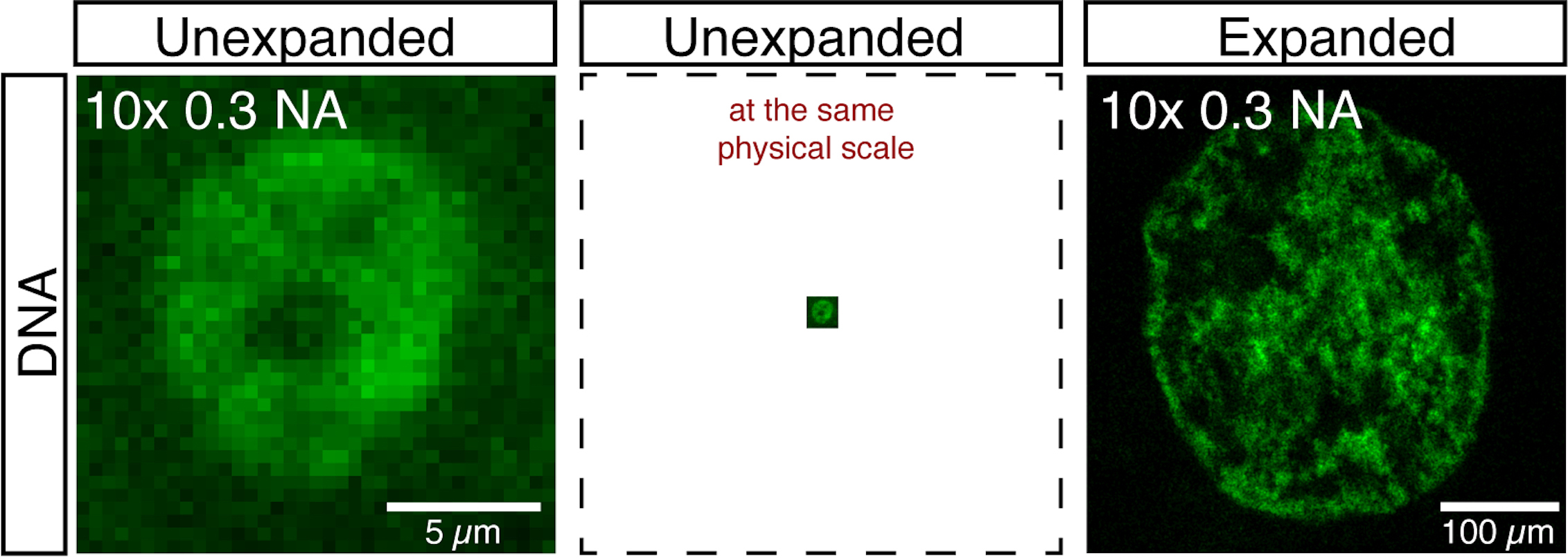 Supersize the Cell: Unlocking Secrets of the Genome Through Expansion ...