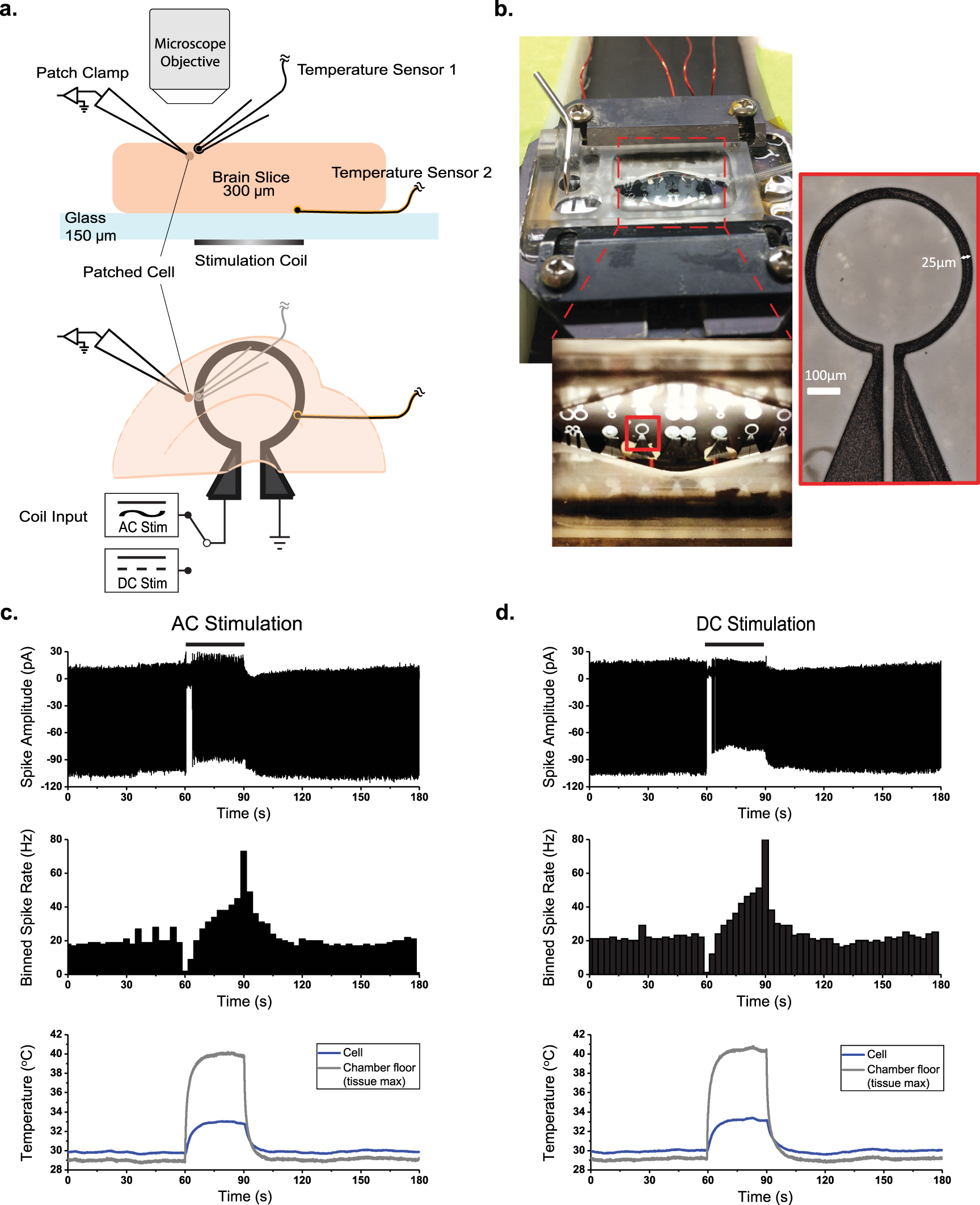 Temperature Changes in Brain Affect Neuronal Activity