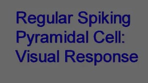 Regular spiking cortical pyramidal cell. Visual responses to drifting ...