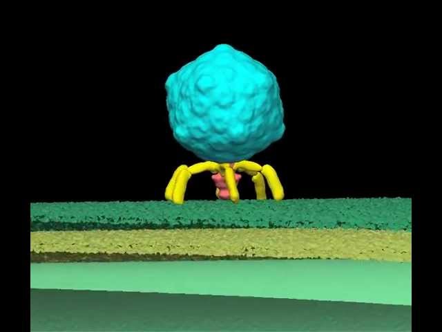 T7 Virus "Walking" Across a Cell