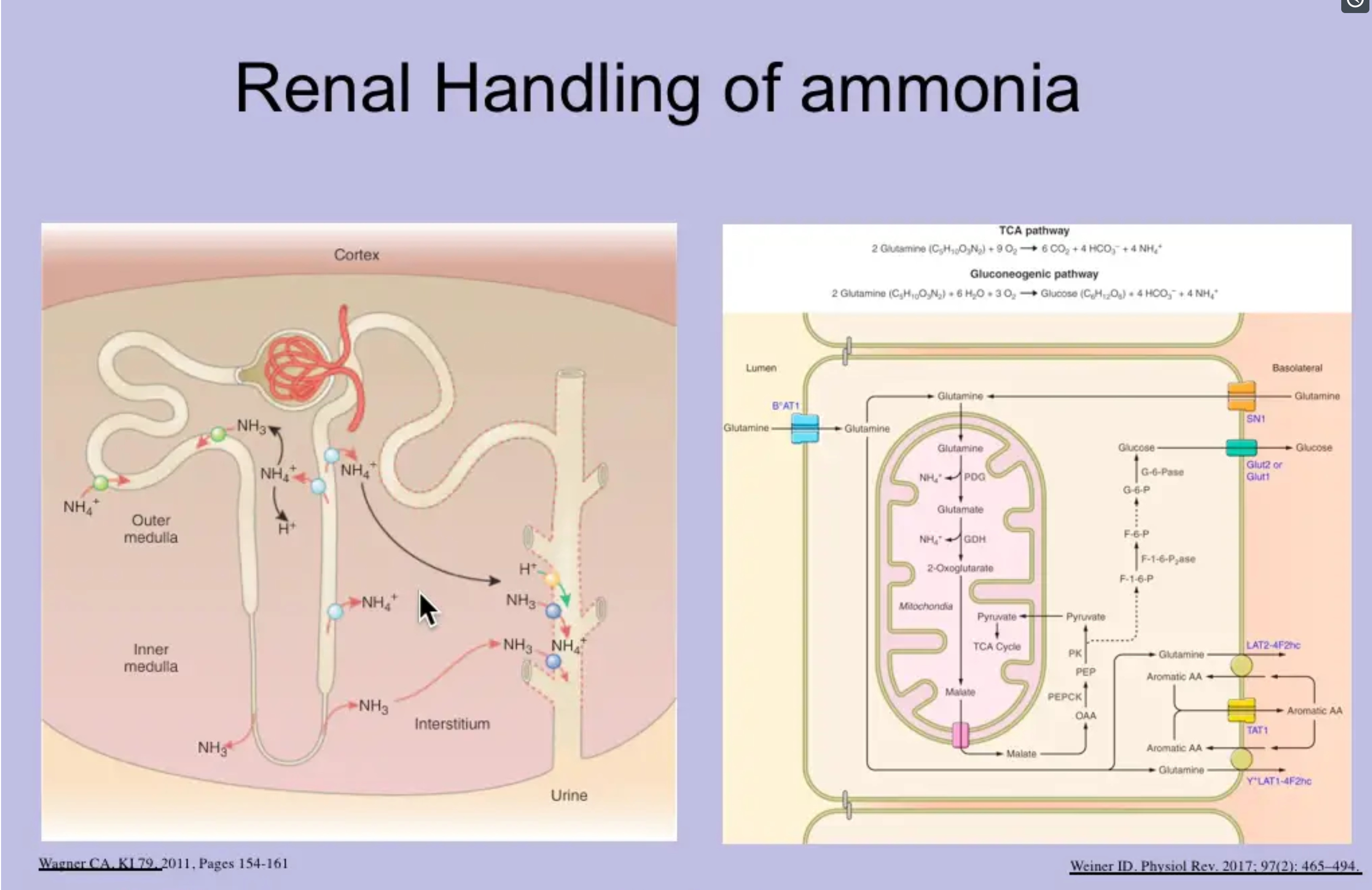 Dr. Asghar Rastegar: Noon Conference