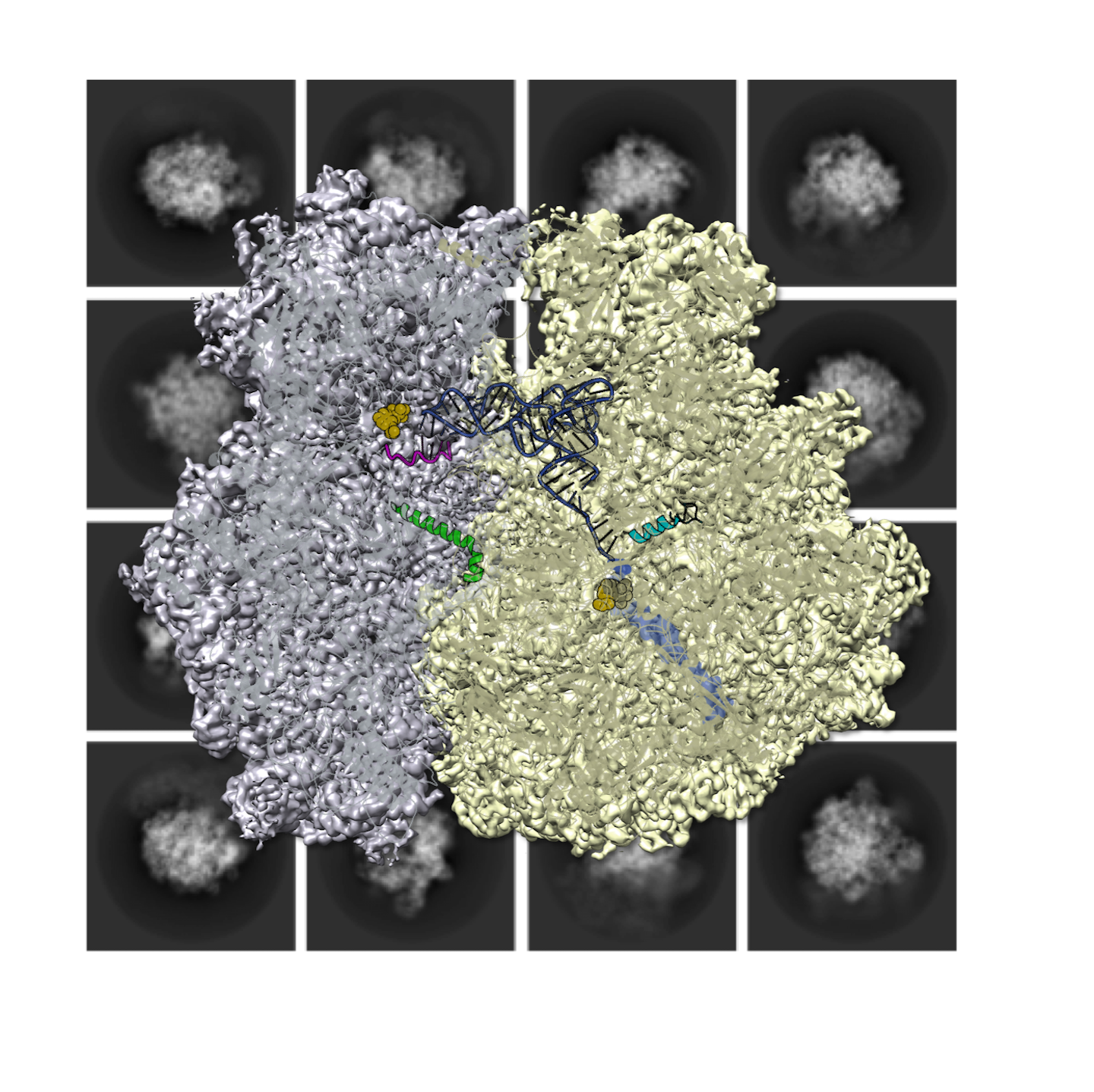 Antibiotics for Acne: Groundbreaking Study Shows Why One Works Best