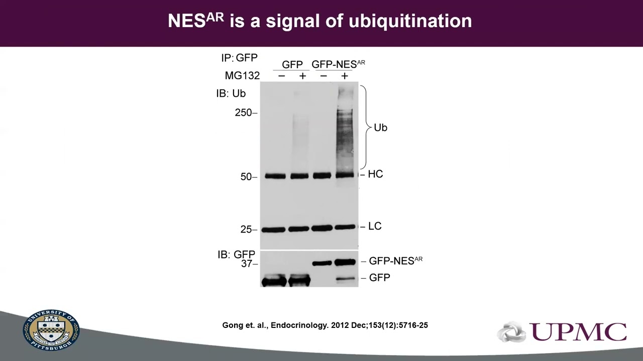Regulation and Targeting of Androgen Receptor Nuclear Localization in ...