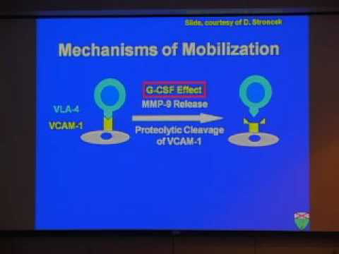 Nov 24, 2009: Edward Snyder, MD