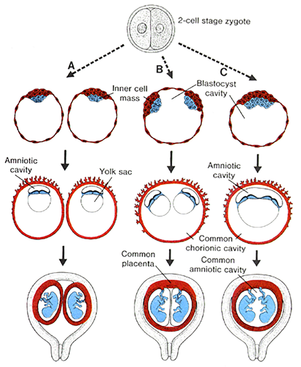 When Do Embryos Split