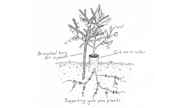 What to grow now: peas - Yuppiechef