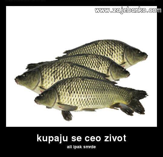 Miks smiješnih slika #14 - Page 5 of 8 - Zajebanko