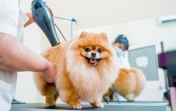 308 Dog Grooming Names for a Business | ZenBusiness Inc.