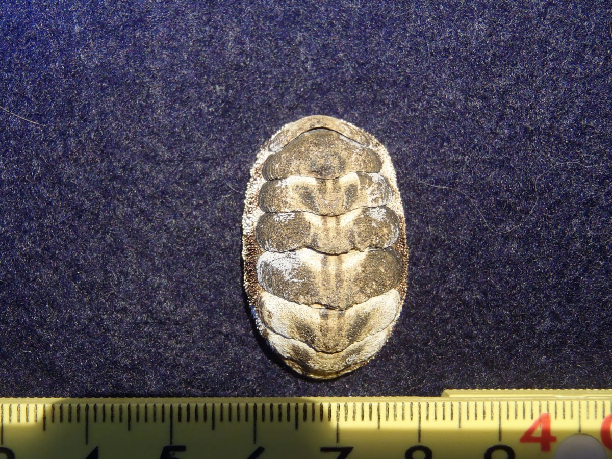Phylum Mollusca Class Polyplacophora 軟体動物門 多板綱