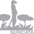Suricata Company Profile | Management and Employees List