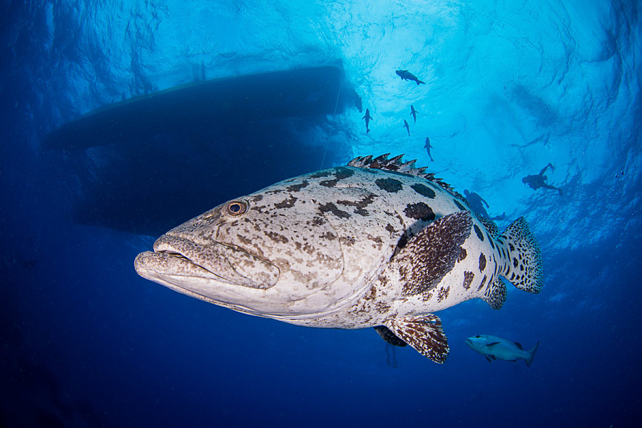 Lizard Island, Cod Hole and Cape York | ZuBlu