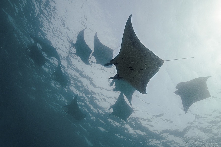 Scuba diving in Derawan, Sangalaki and Maratua | ZuBlu