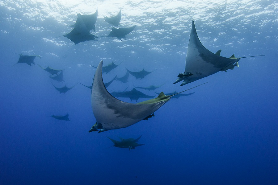 Scuba diving in the Azores | ZuBlu