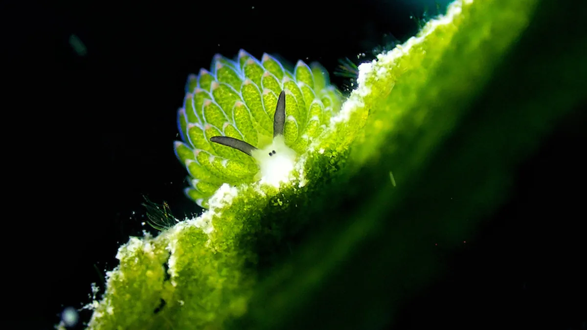 Muck diving critter list – the creme de la creme of curious critters ...