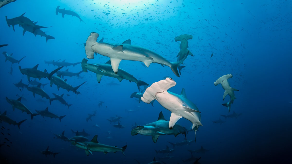 Scuba diving in the Hammerhead Triangle | ZuBlu