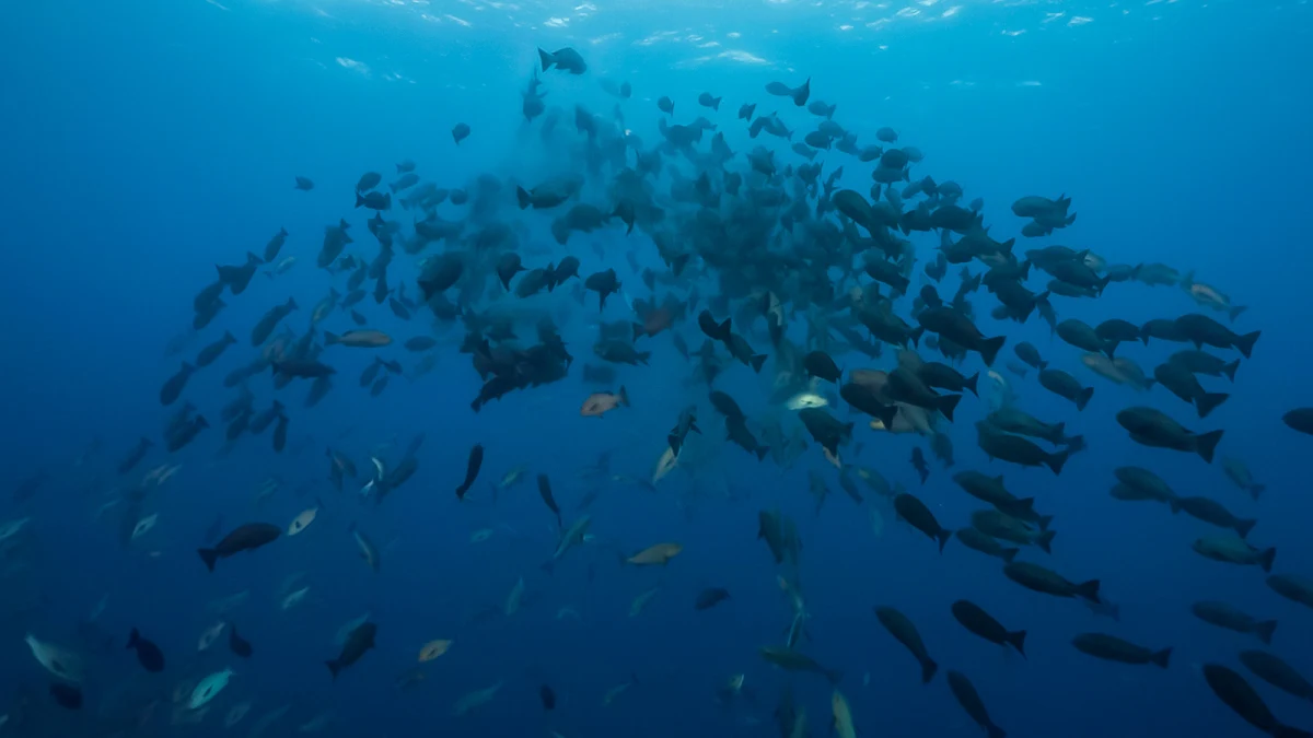 Palau spawning dive guide - when to visit | ZuBlu