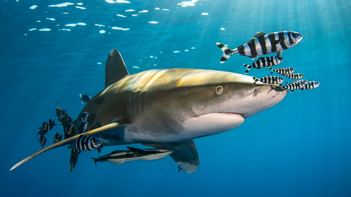 Common types of sharks in the Red Sea - a guide for scuba divers | ZuBlu