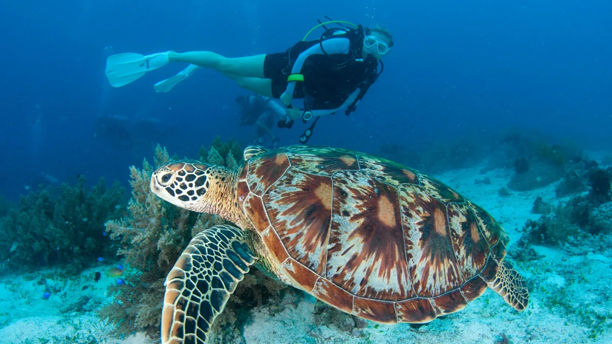 Learn about sea turtles | ZuBlu