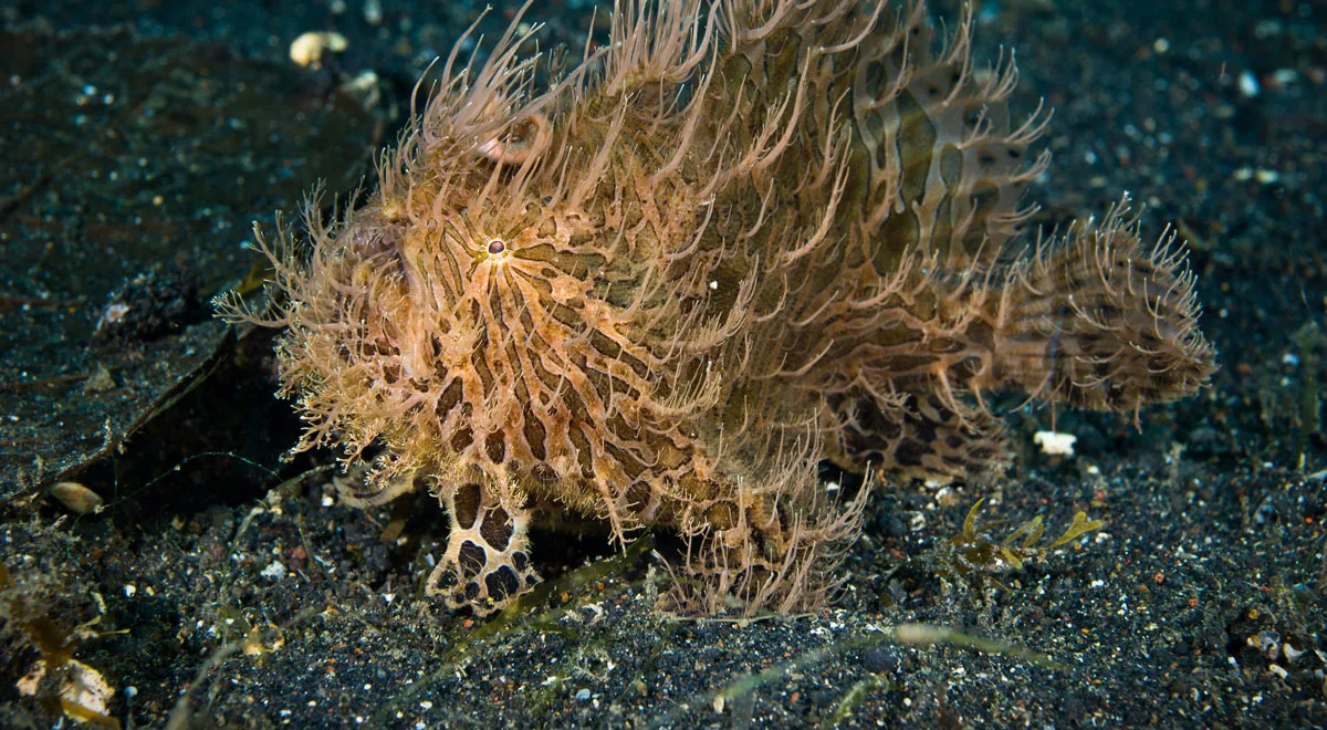 Frogfish Care X1 Red Angler (Frogfish) Lrg 4" 6" Marine Fish