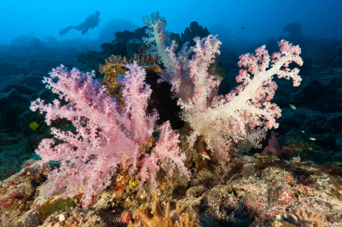 Scuba Diving in Cenderawasih Bay, West Papua | ZuBlu